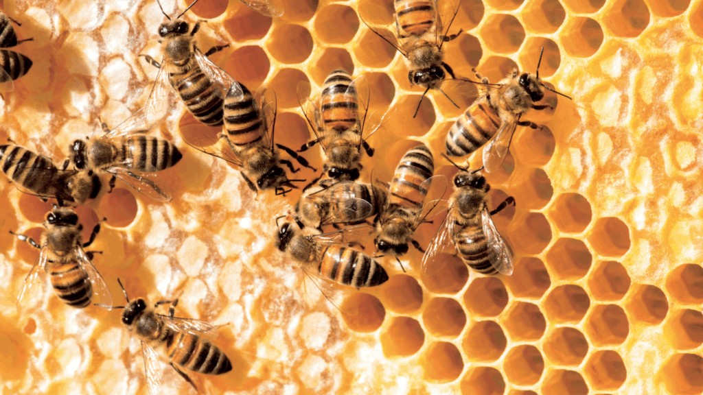 Meet the Bees 🐝 - Arlington Park